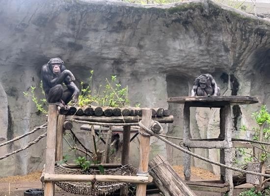 Dorset’s Monkey World Starts International Rescue with the Arrival of ...